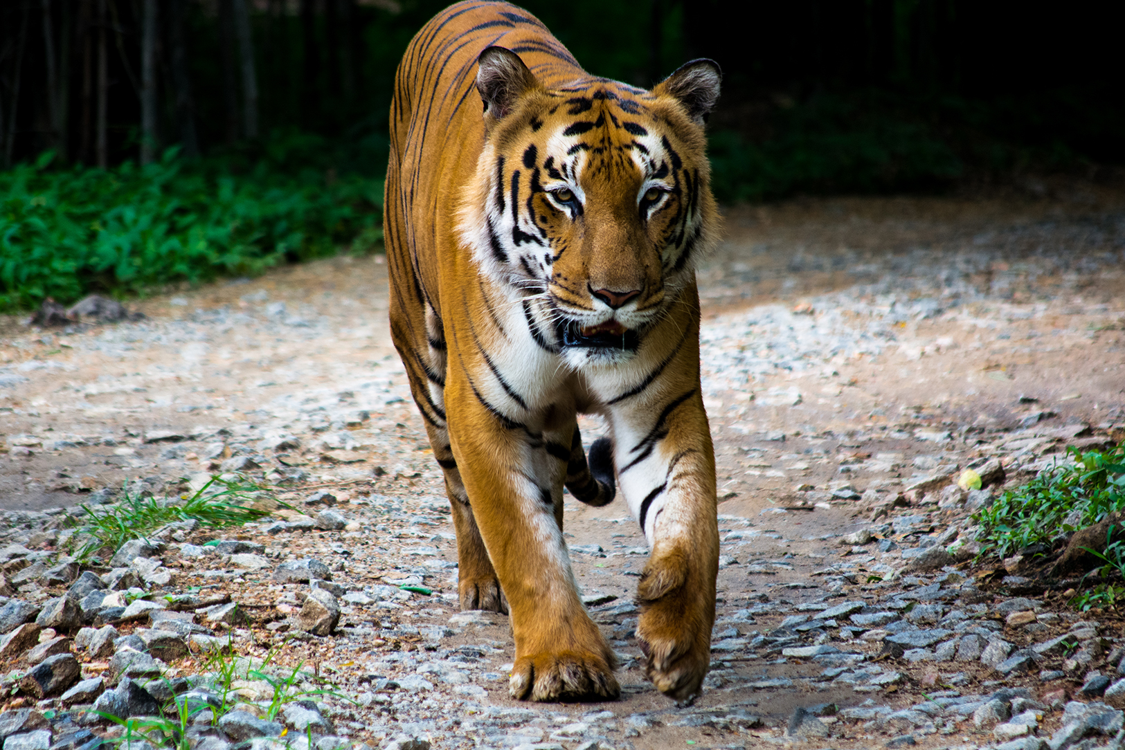 Site Assessment and Gap Analysis Tool (IUCN GreenList Standards) – AI ...